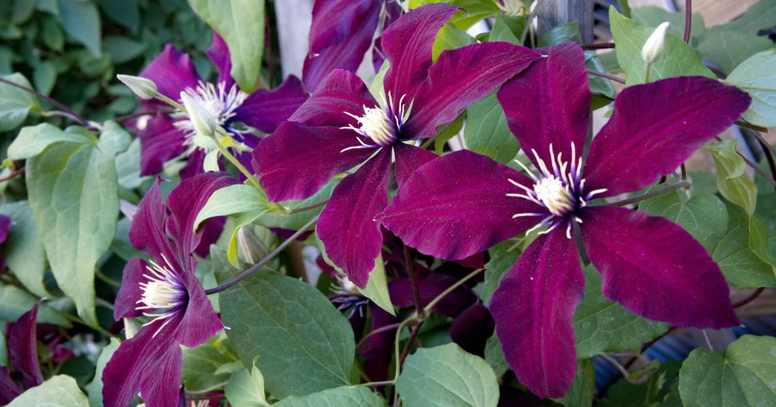 Powell Garden 2022 - The Powell website